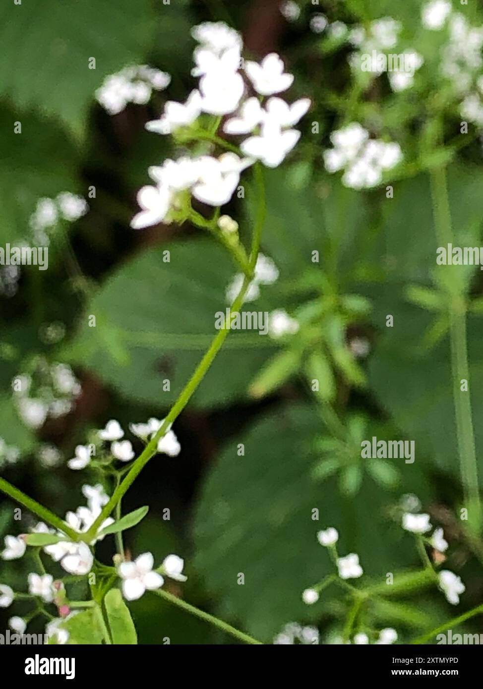 Common Marsh-bedstraw (Galium palustre) Plantae Stock Photo - Alamy