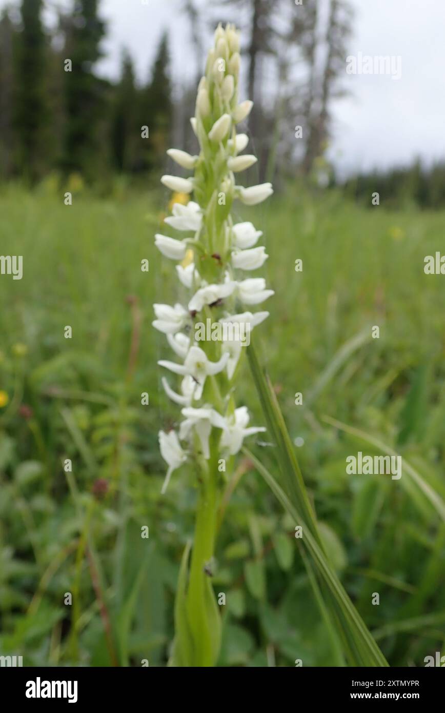white bog orchid (Platanthera dilatata) Plantae Stock Photo - Alamy