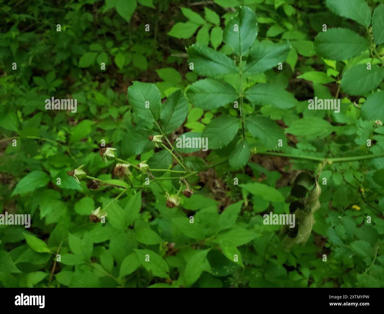 multiflora rose (Rosa multiflora) Plantae Stock Photo - Alamy