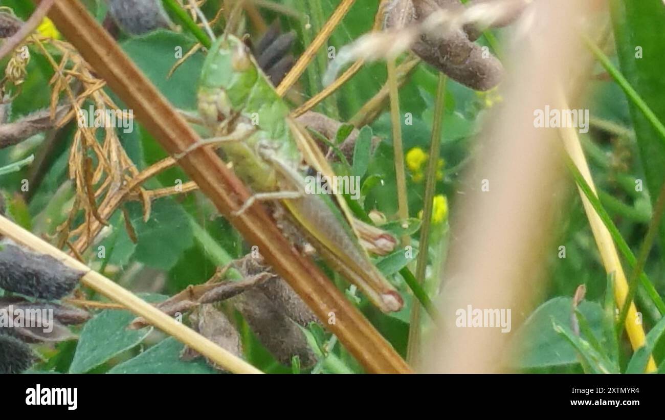 Meadow Grasshopper (Pseudochorthippus parallelus) Insecta Stock Photo ...