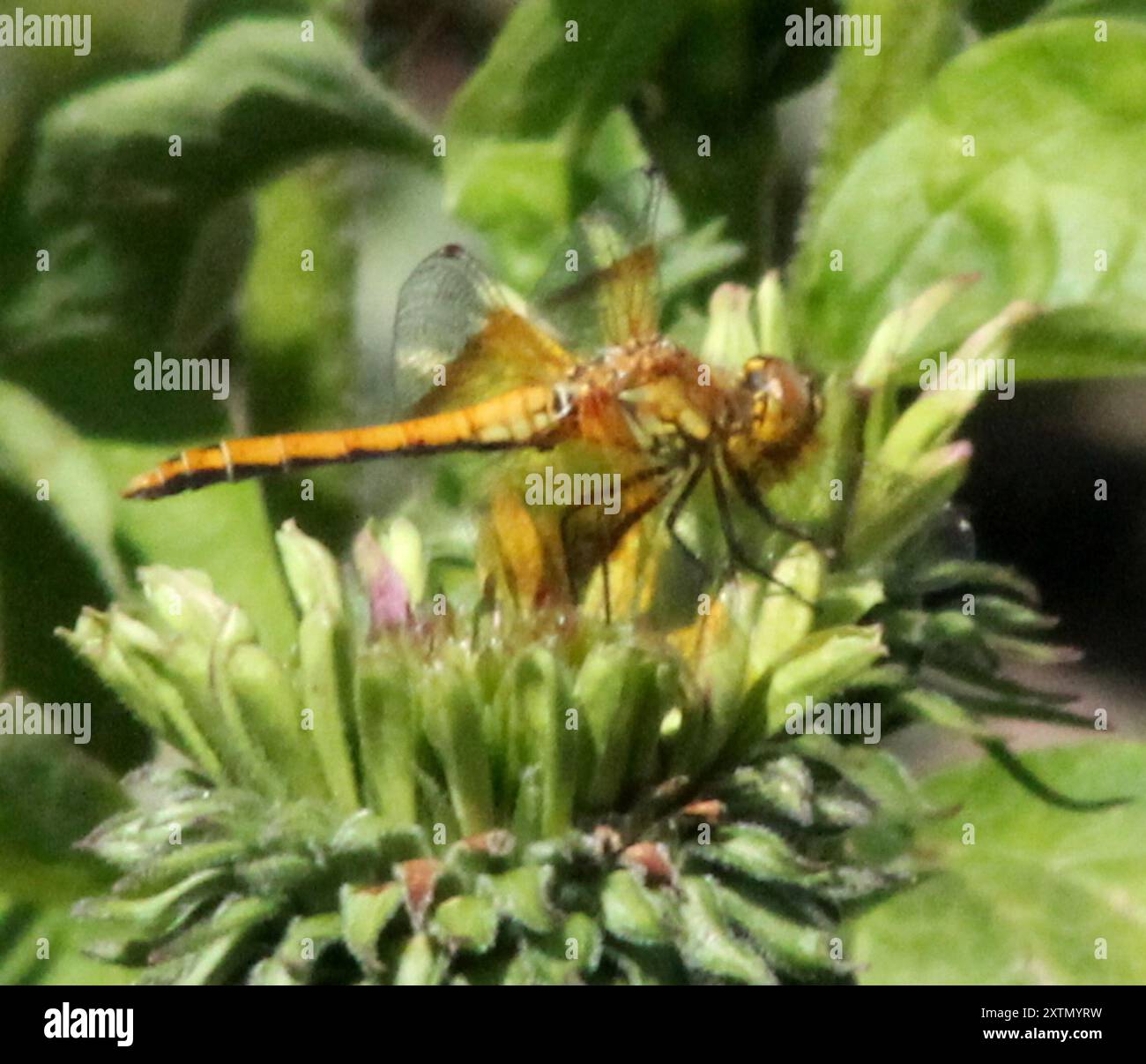 Band-winged Meadowhawk (Sympetrum semicinctum) Insecta Stock Photo - Alamy