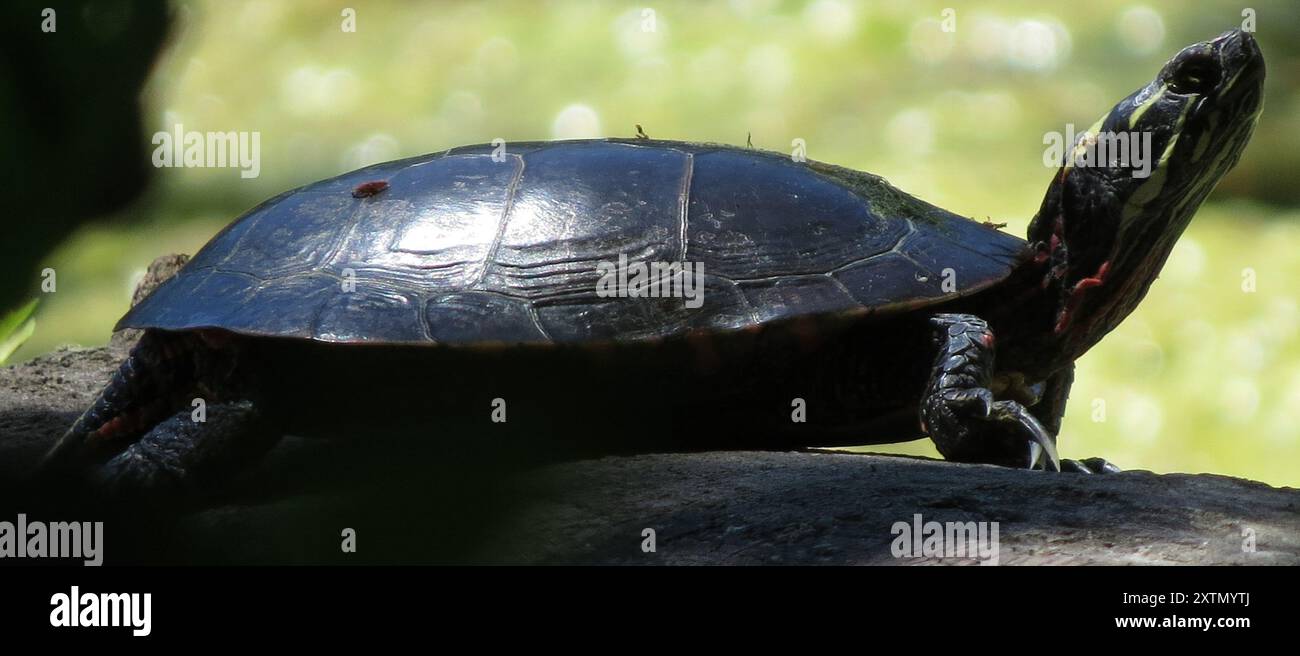 Painted Turtle (Chrysemys picta) Reptilia Stock Photo - Alamy