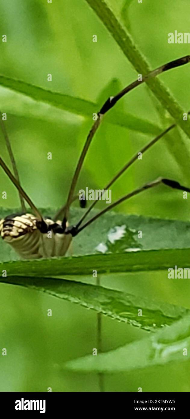 Eastern Harvestman (Leiobunum vittatum) Arachnida Stock Photo - Alamy