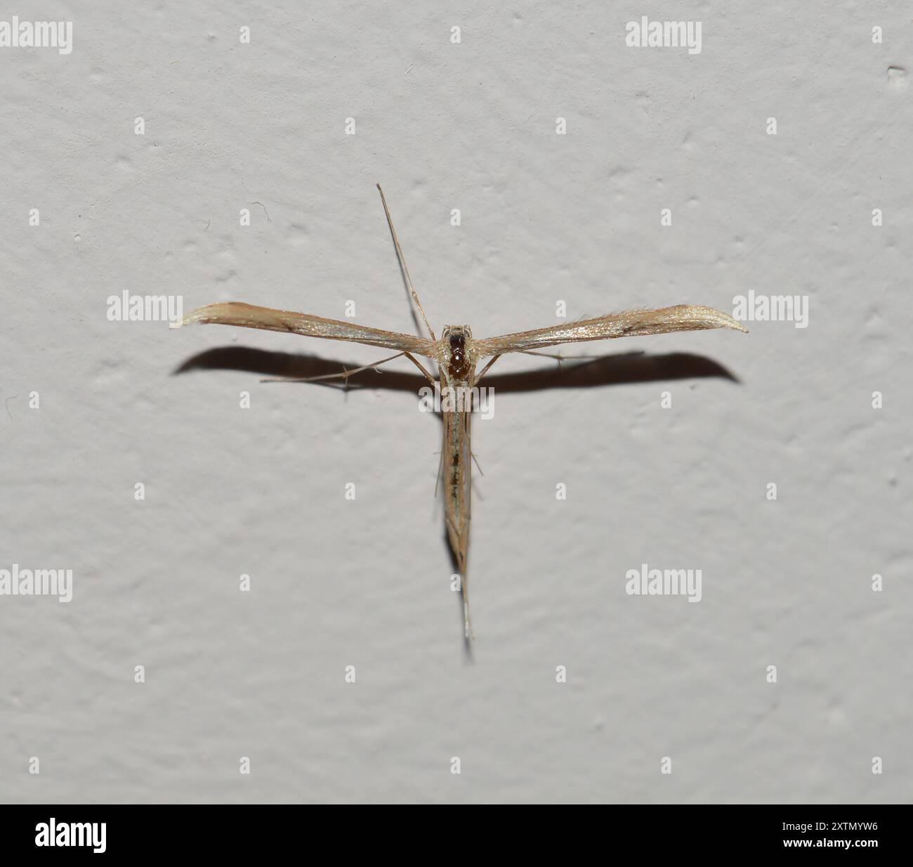 Morning-glory Plume Moth (Emmelina monodactyla) Insecta Stock Photo - Alamy