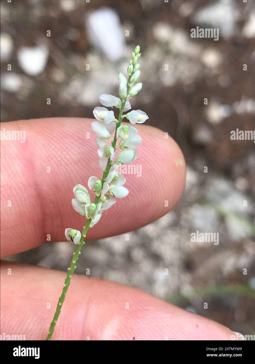 white milkwort (Polygala alba) Plantae Stock Photo - Alamy