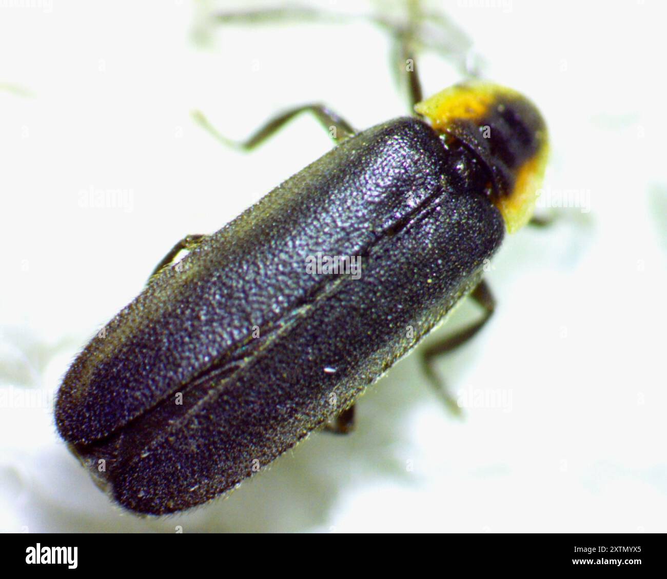 Flower elf (Pyropyga minuta) Insecta Stock Photo - Alamy