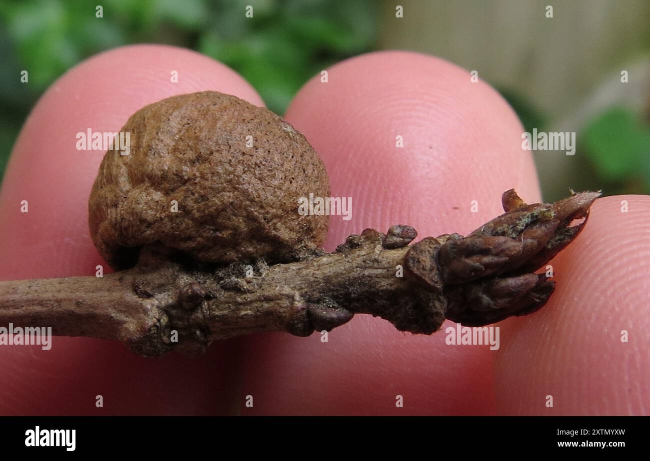 Oak Rough Bulletgall Wasp (Disholcaspis quercusmamma) Insecta Stock ...