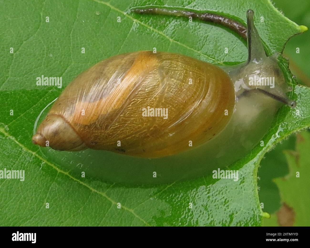 Amber Snails (Succineidae) Mollusca Stock Photo - Alamy