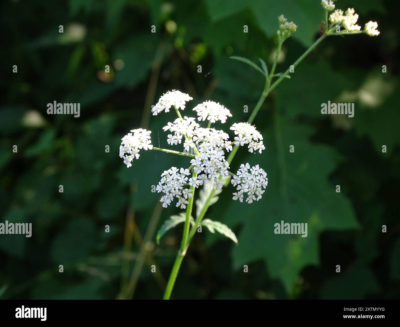 upright hedge-parsley (Torilis japonica) Plantae Stock Photo - Alamy