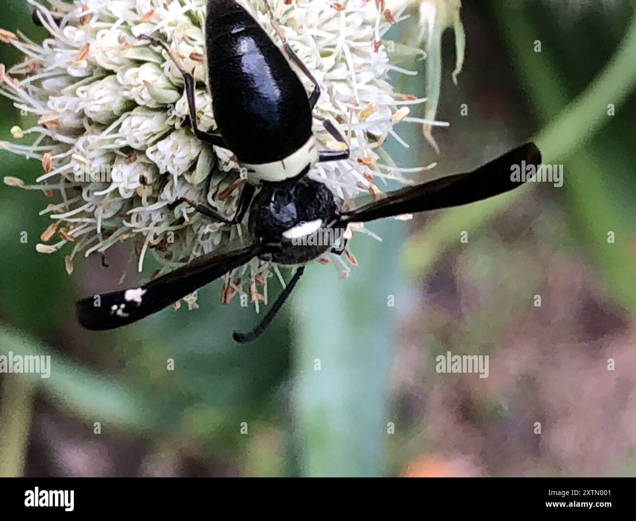 Four-toothed Mason Wasp (Monobia quadridens) Insecta Stock Photo - Alamy
