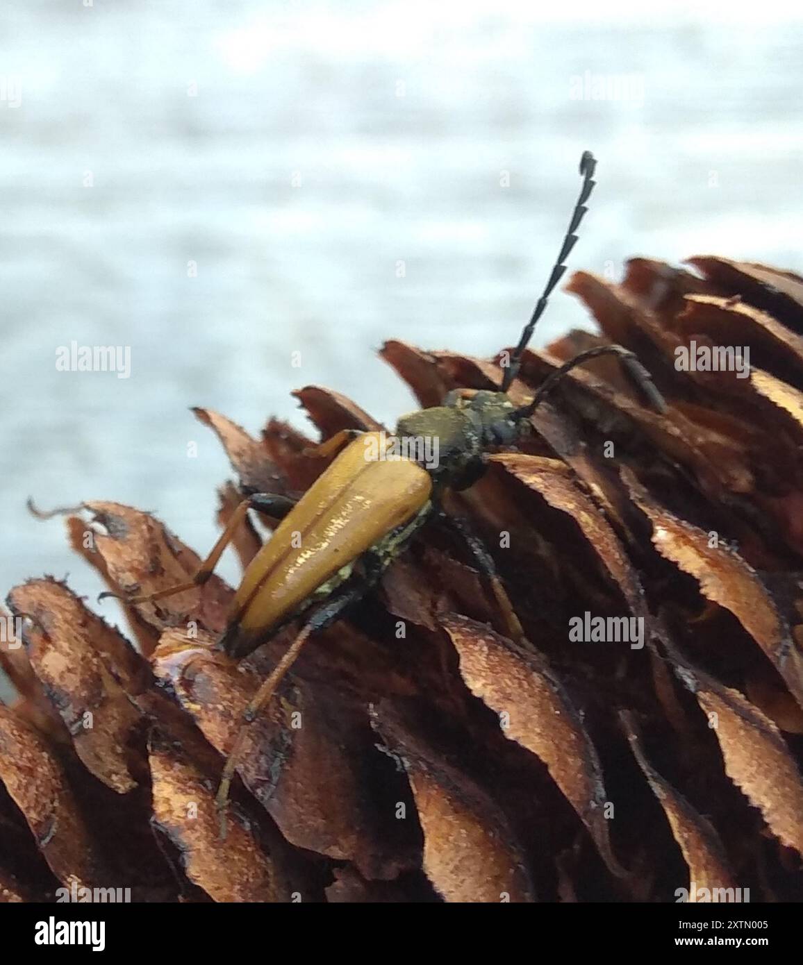 Red Pine Longhorn Beetle (Stictoleptura rubra) Insecta Stock Photo - Alamy