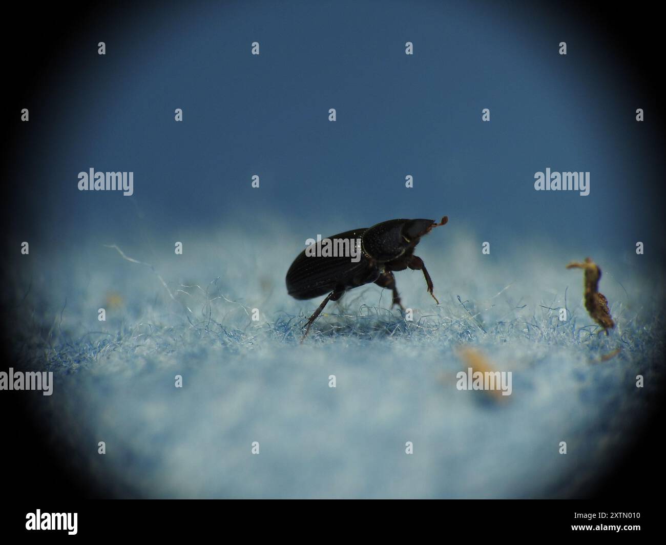 Bark-gnawing Beetles (Trogossitidae) Insecta Stock Photo - Alamy