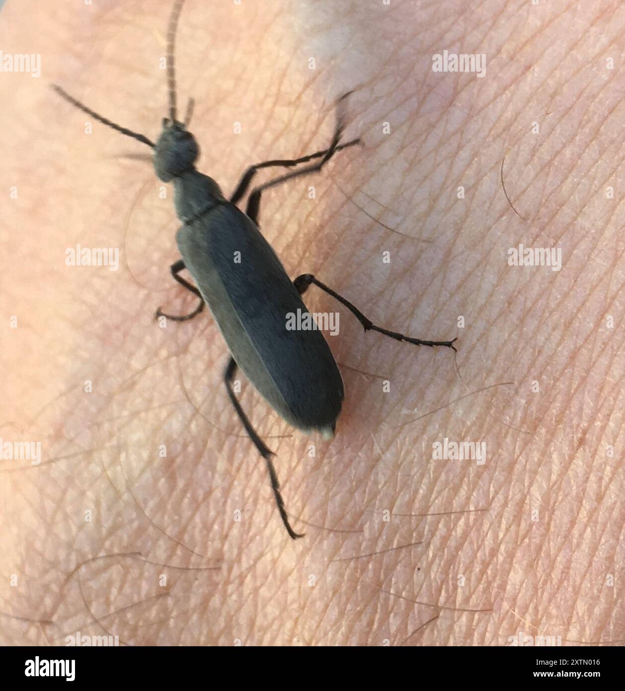 Dark Blister Beetle (Epicauta murina) Insecta Stock Photo - Alamy