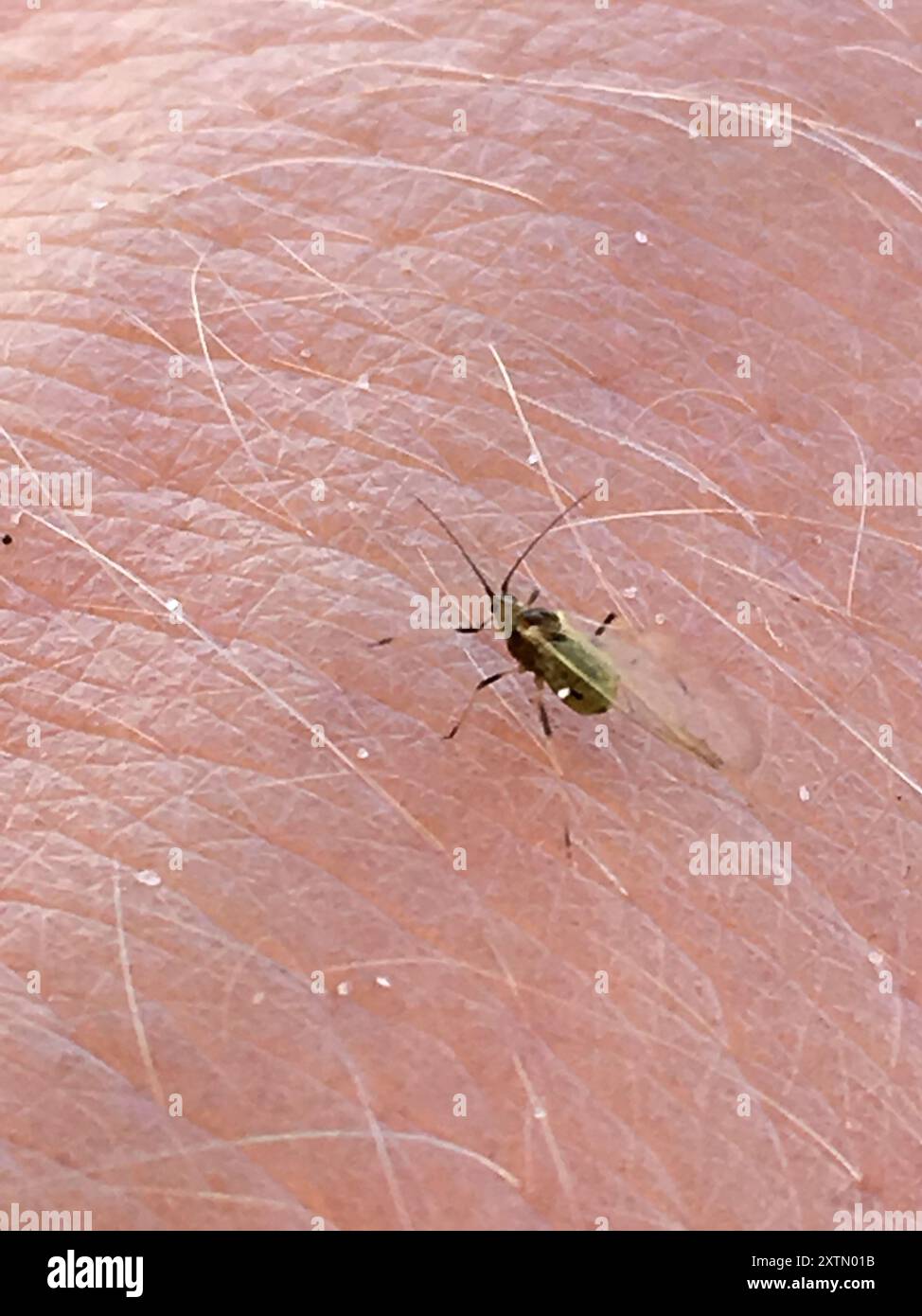 Aphids (Aphididae) Insecta Stock Photo - Alamy