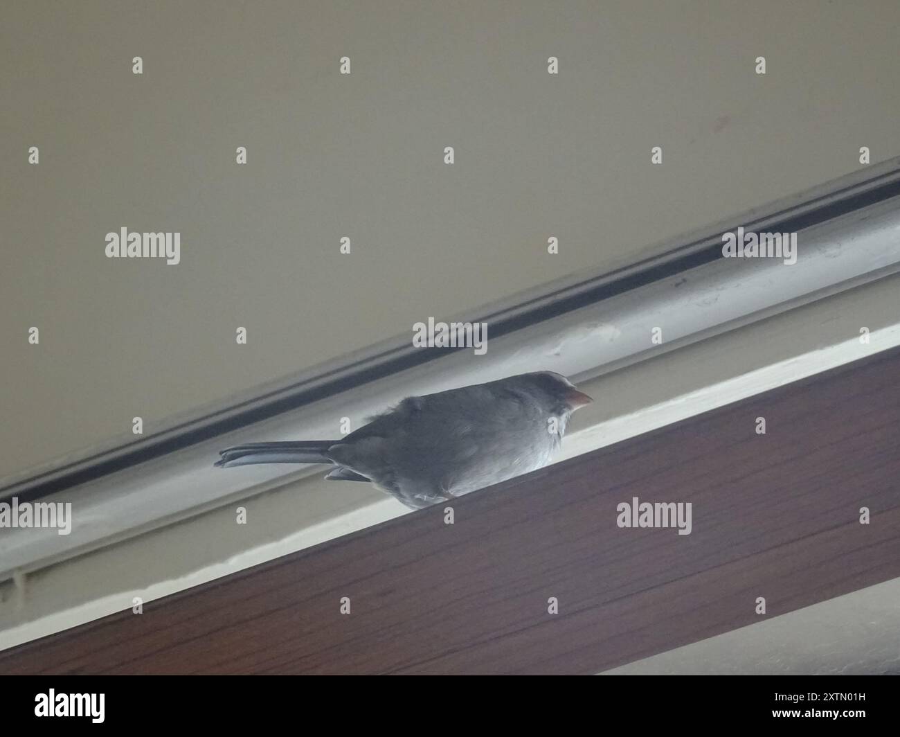 Brown-rumped Seedeater (Crithagra tristriata) Aves Stock Photo - Alamy