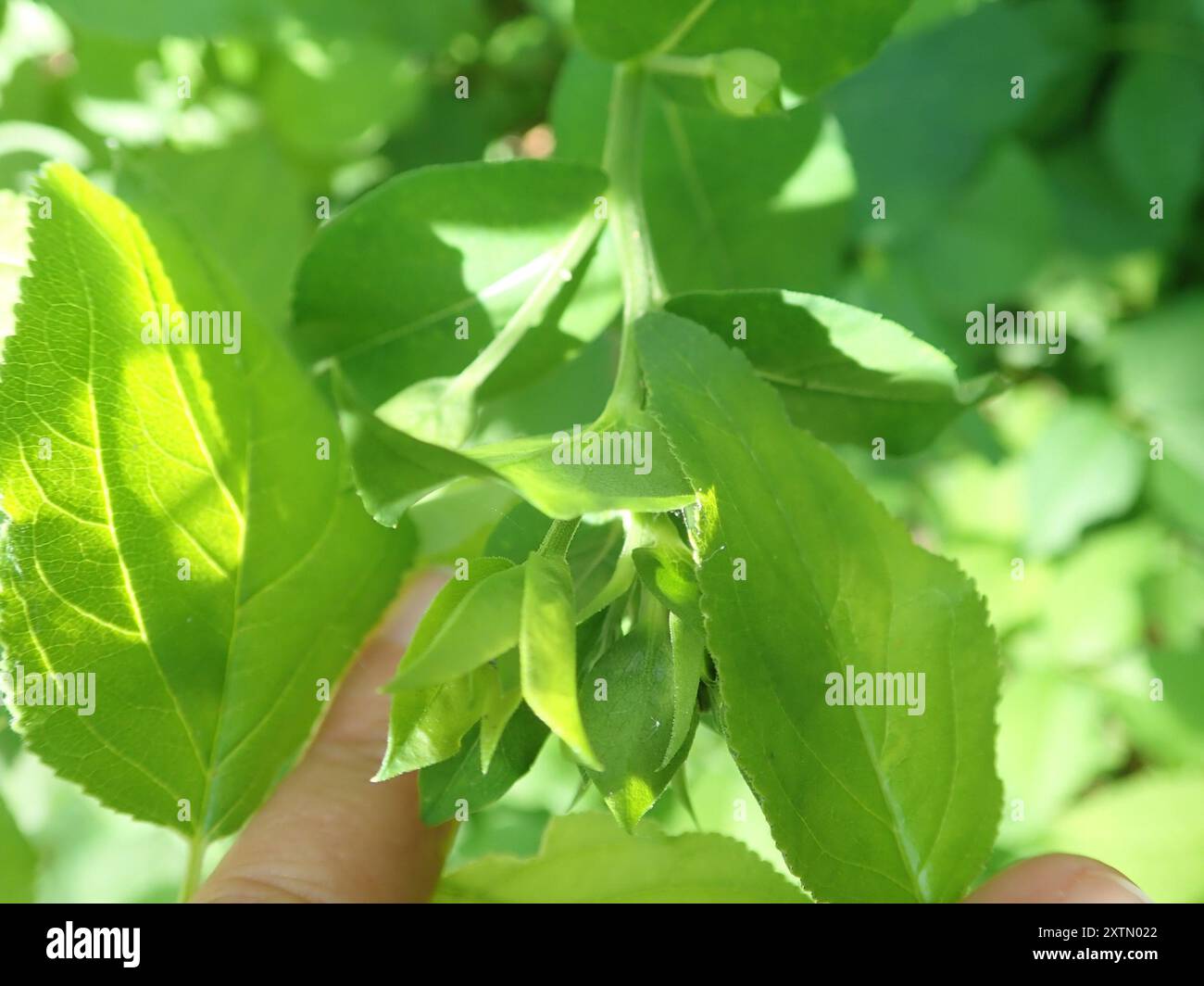 flowering plants (Angiospermae) Plantae Stock Photo - Alamy