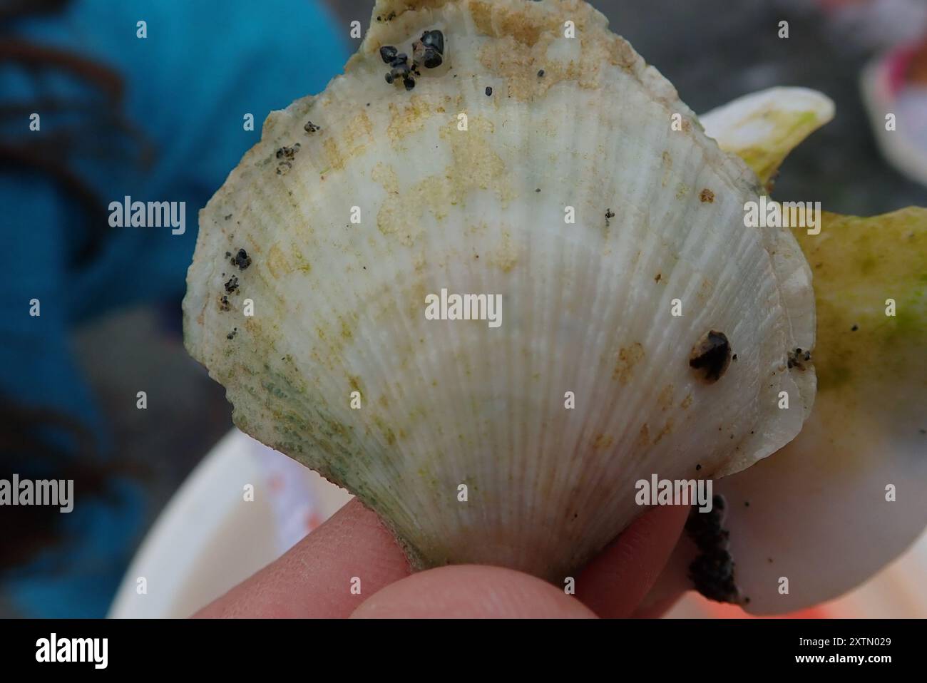 Spiny Scallop (Chlamys hastata) Mollusca Stock Photo - Alamy