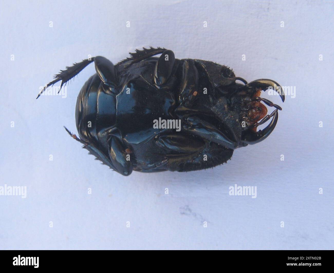 Hister Beetles (Histeridae) Insecta Stock Photo - Alamy