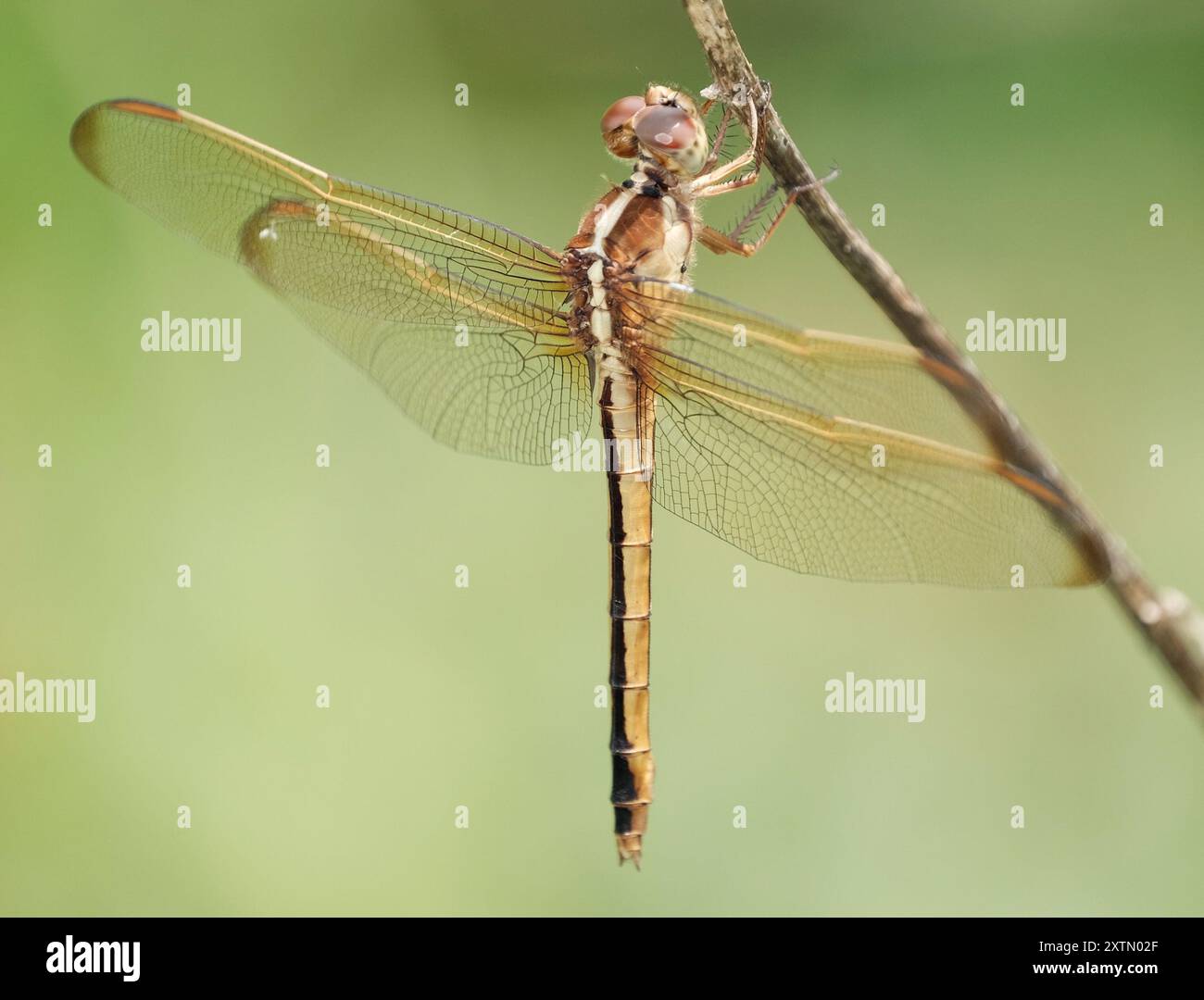 Needham's Skimmer (Libellula needhami) Insecta Stock Photo - Alamy