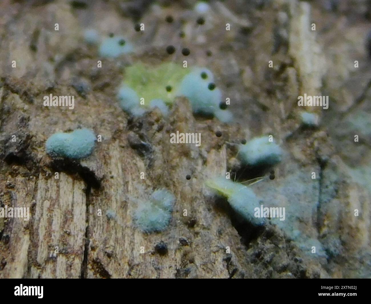 Pin Molds (Mucorales) Fungi Stock Photo - Alamy
