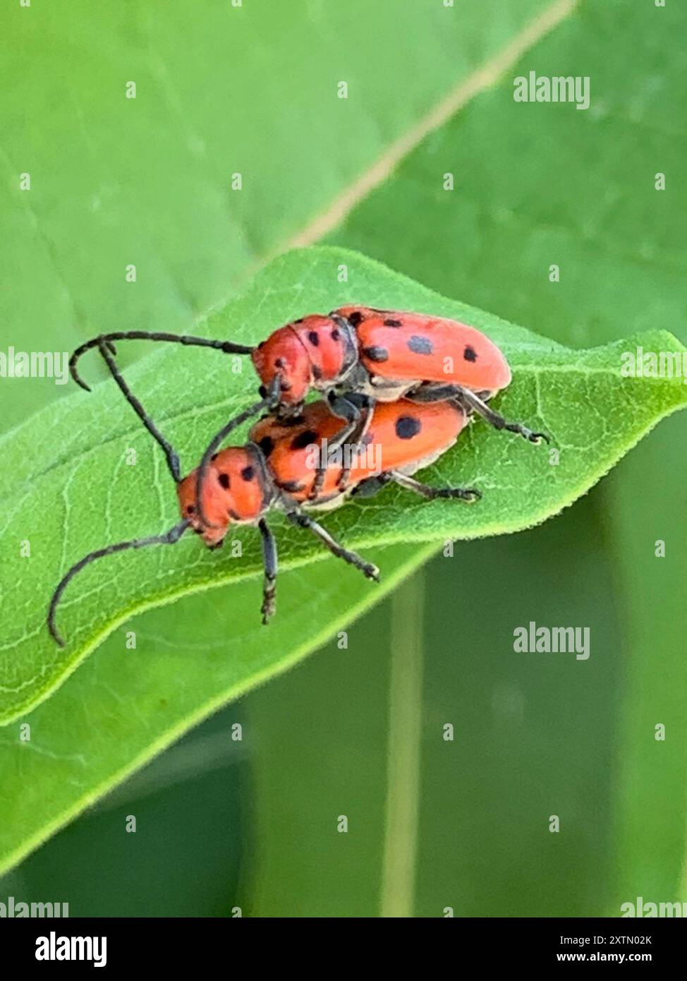 Red Milkweed Beetle (Tetraopes tetrophthalmus) Insecta Stock Photo - Alamy