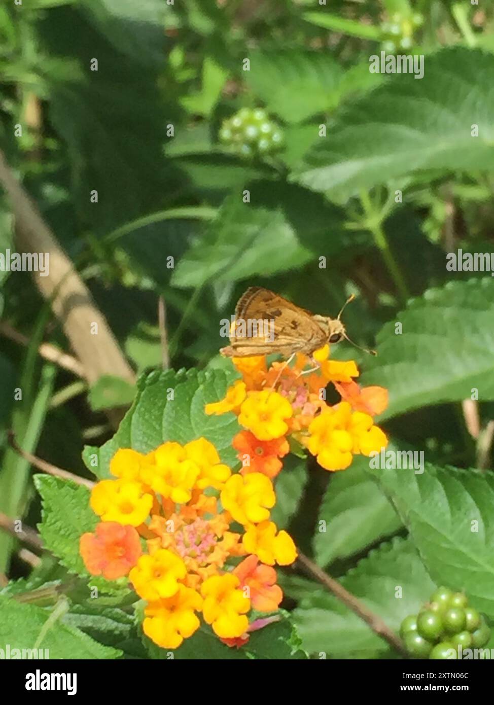 Whirlabout (Polites vibex) Insecta Stock Photo - Alamy