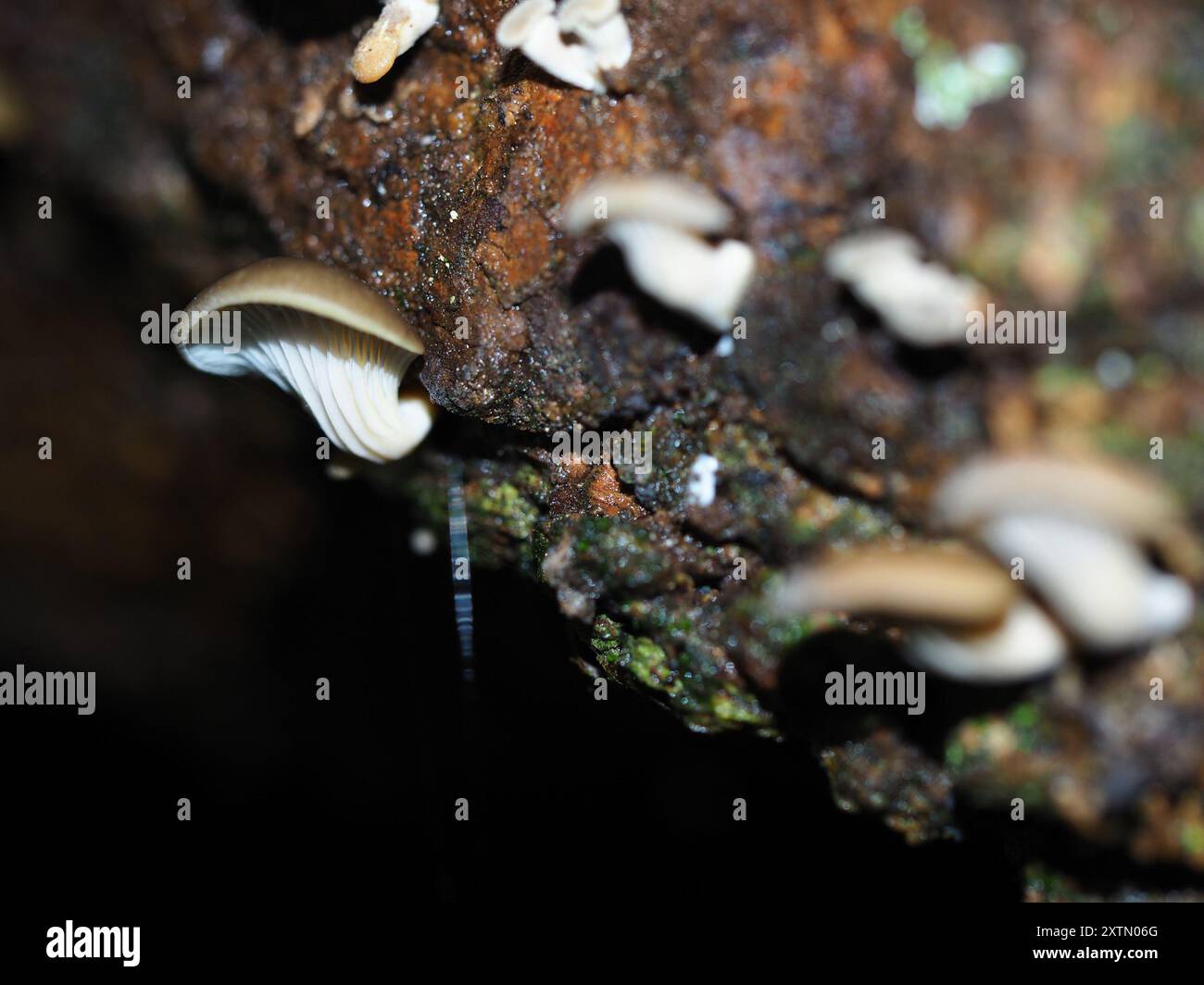 (Pleurotus purpureo-olivaceus) Fungi Stock Photo - Alamy