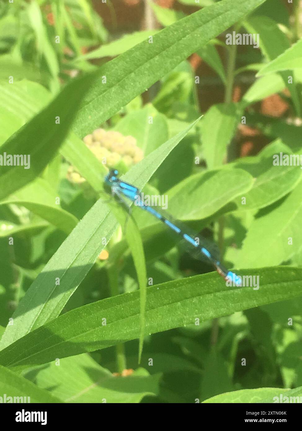 Bluets (Enallagma) Insecta Stock Photo - Alamy