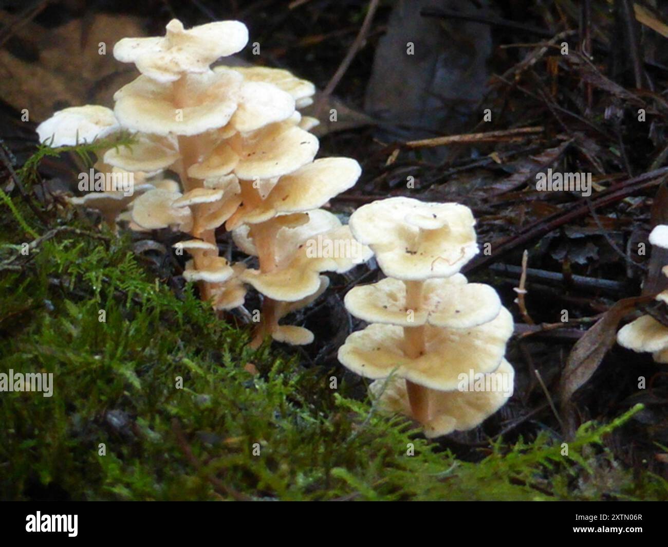 Pagoda Fungus (Podoserpula pusio) Fungi Stock Photo - Alamy
