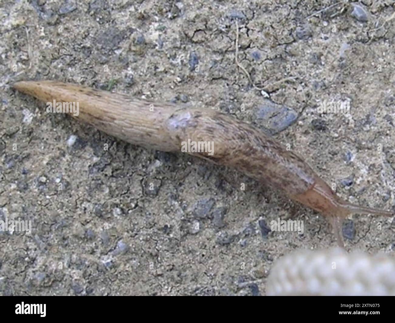 Milky Slug (Deroceras reticulatum) Mollusca Stock Photo - Alamy