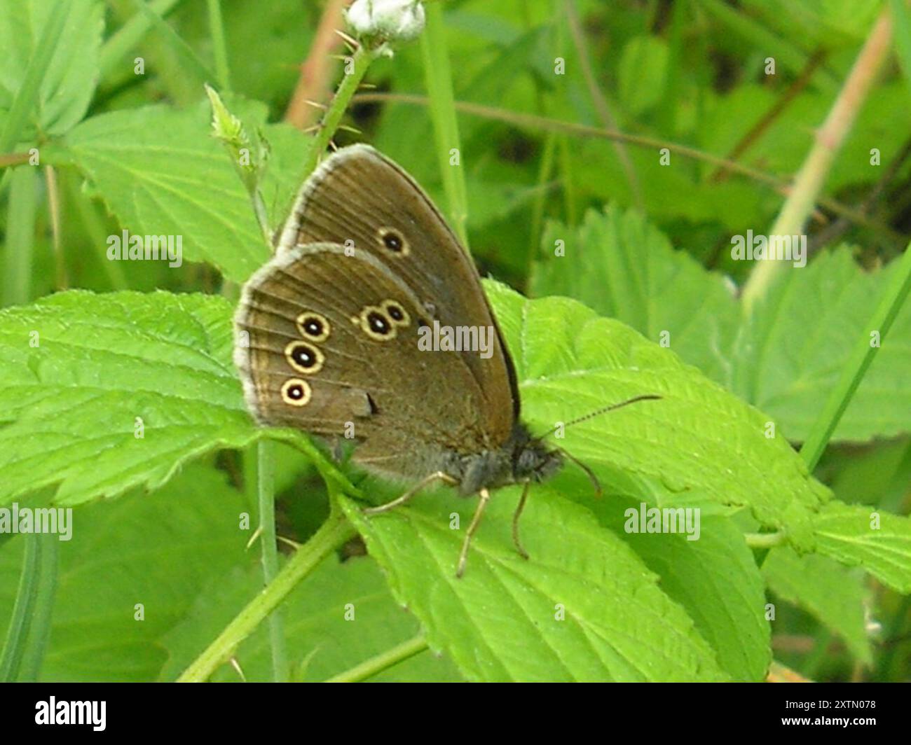 Ringlet (Aphantopus hyperantus) Insecta Stock Photo - Alamy