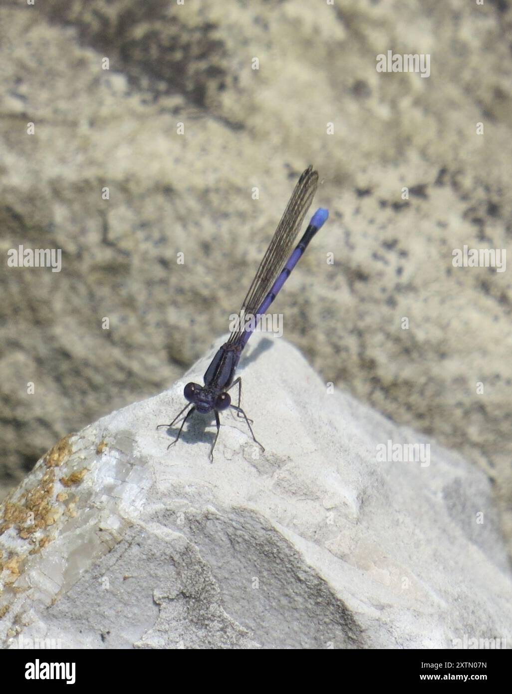 Variable Dancer (Argia fumipennis) Insecta Stock Photo - Alamy