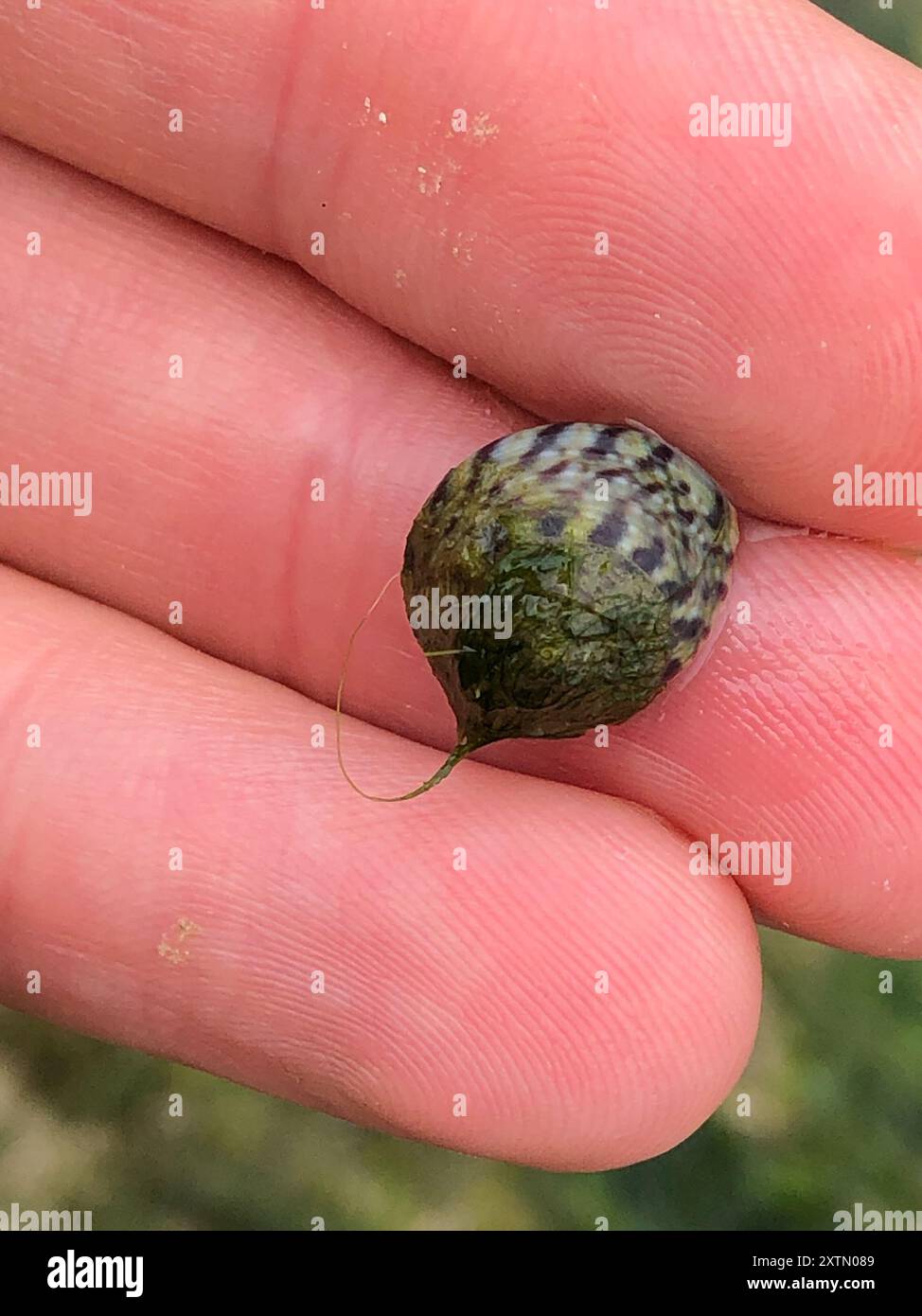 Purple Topshell (Steromphala umbilicalis) Mollusca Stock Photo - Alamy