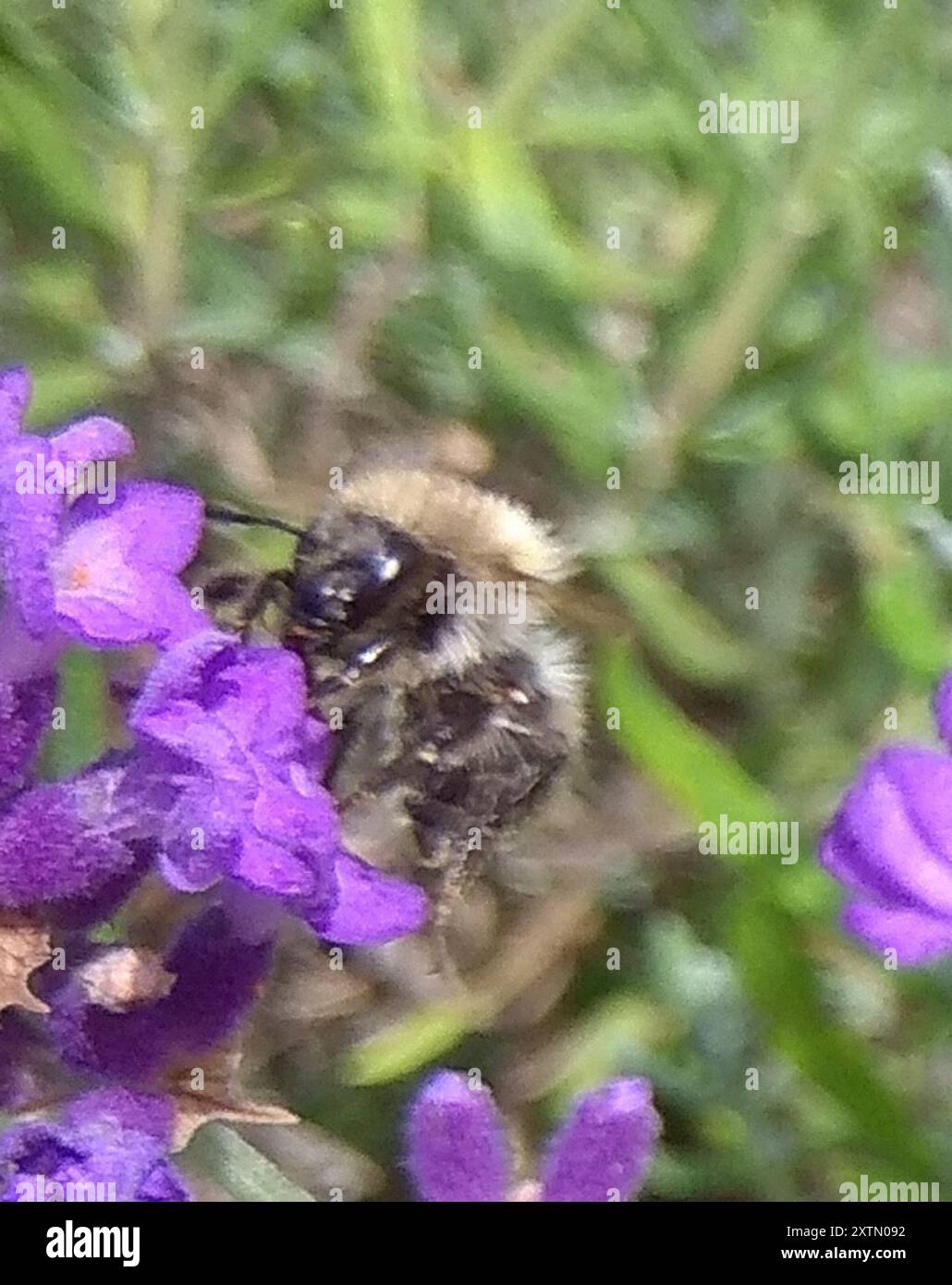Common Carder Bumble Bee (Bombus pascuorum) Insecta Stock Photo - Alamy