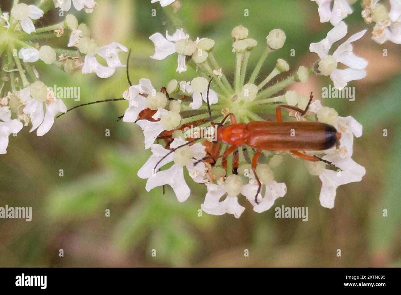 Common Red Soldier Beetle (Rhagonycha fulva) Insecta Stock Photo - Alamy