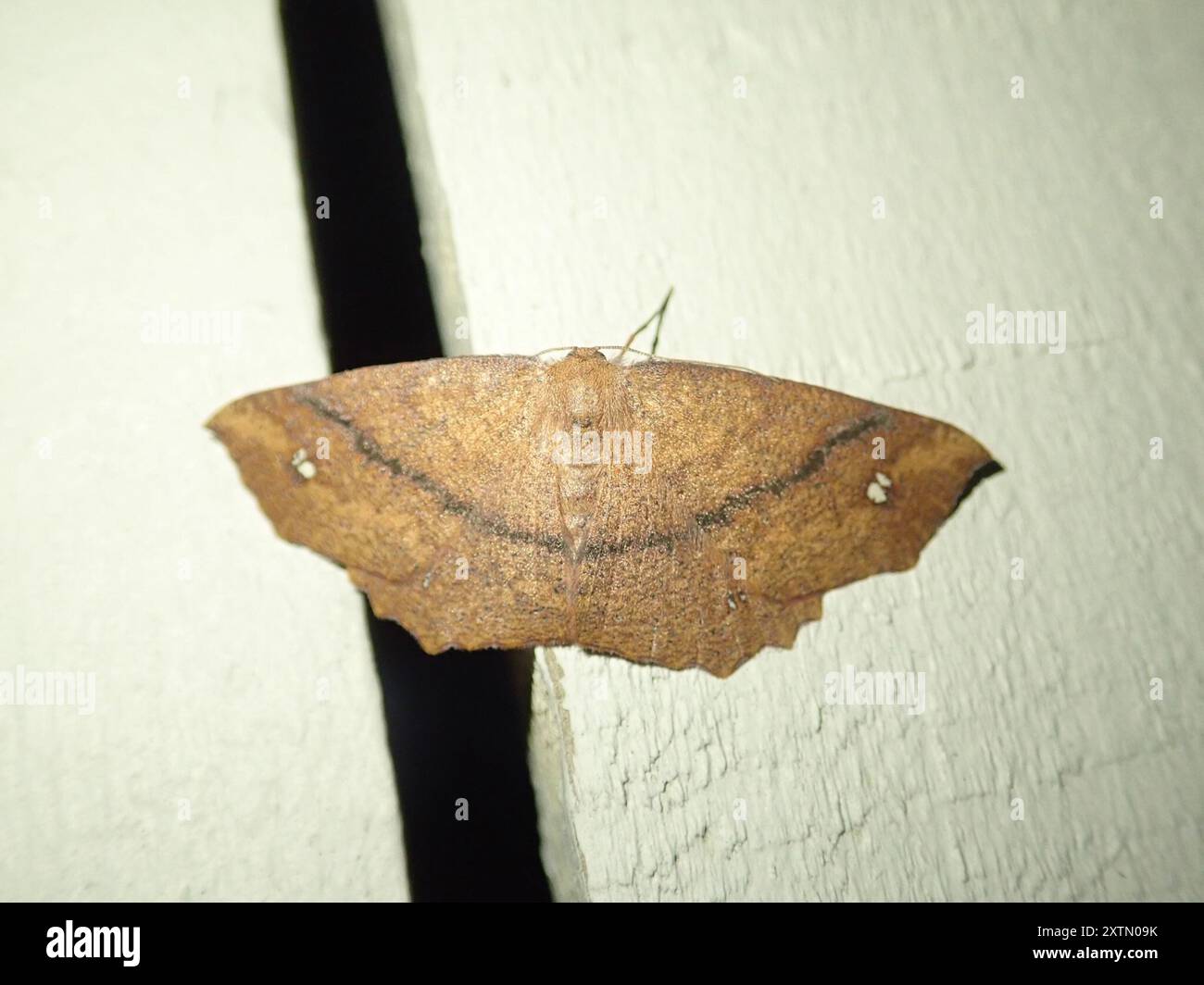 Tarata Looper (Xyridacma ustaria) Insecta Stock Photo - Alamy