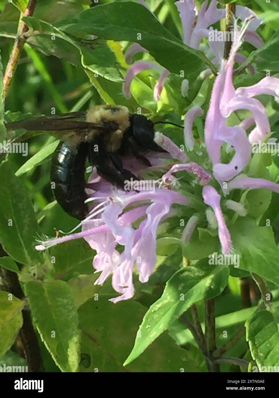 Eastern Carpenter Bee (Xylocopa virginica) Insecta Stock Photo - Alamy