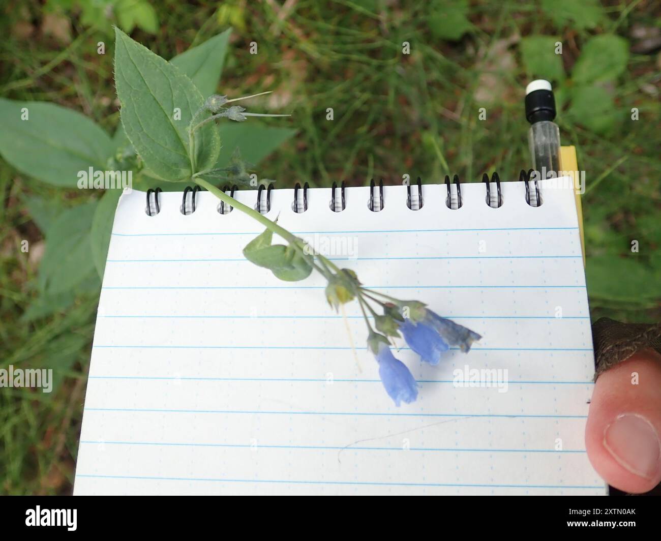 Tall Bluebell (Mertensia paniculata) Plantae Stock Photo - Alamy