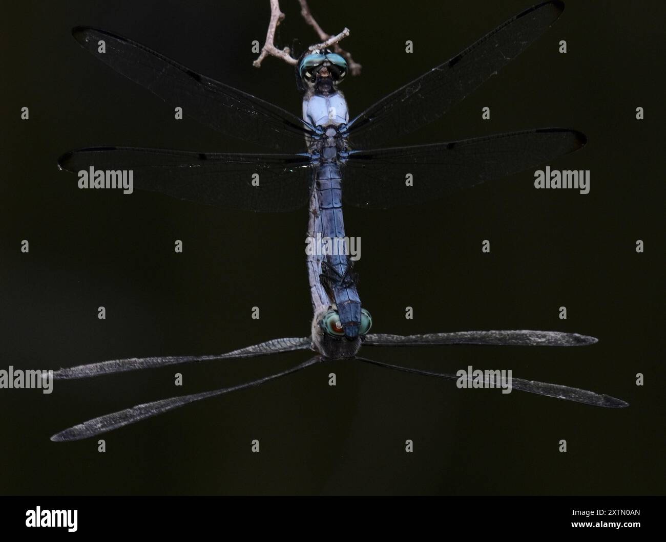 Great Blue Skimmer (Libellula vibrans) Insecta Stock Photo - Alamy