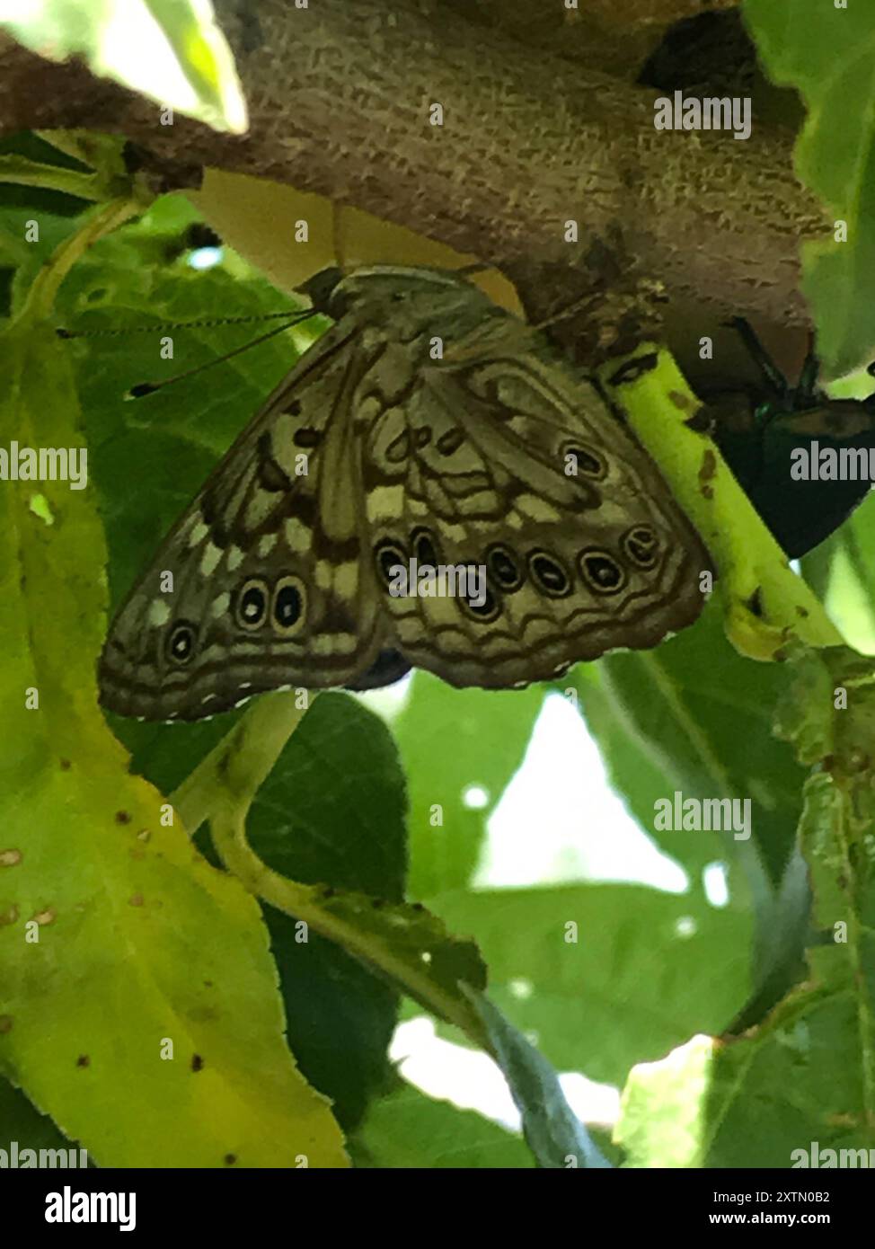 Hackberry Emperor (Asterocampa celtis) Insecta Stock Photo - Alamy