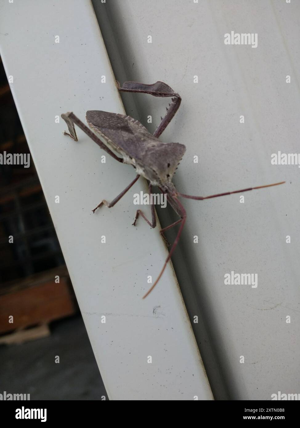Giant leaf-footed bug (Acanthocephala declivis) Insecta Stock Photo - Alamy