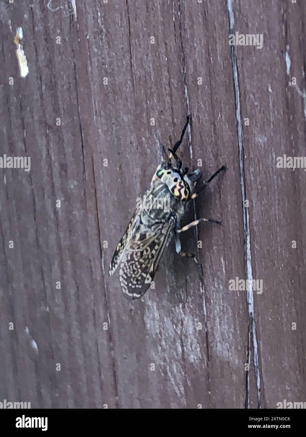 Horse Flies (Tabaninae) Insecta Stock Photo - Alamy