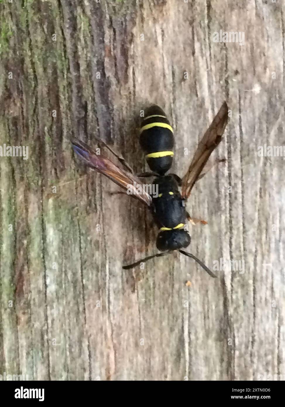 Potter and Mason Wasps (Eumeninae) Insecta Stock Photo - Alamy