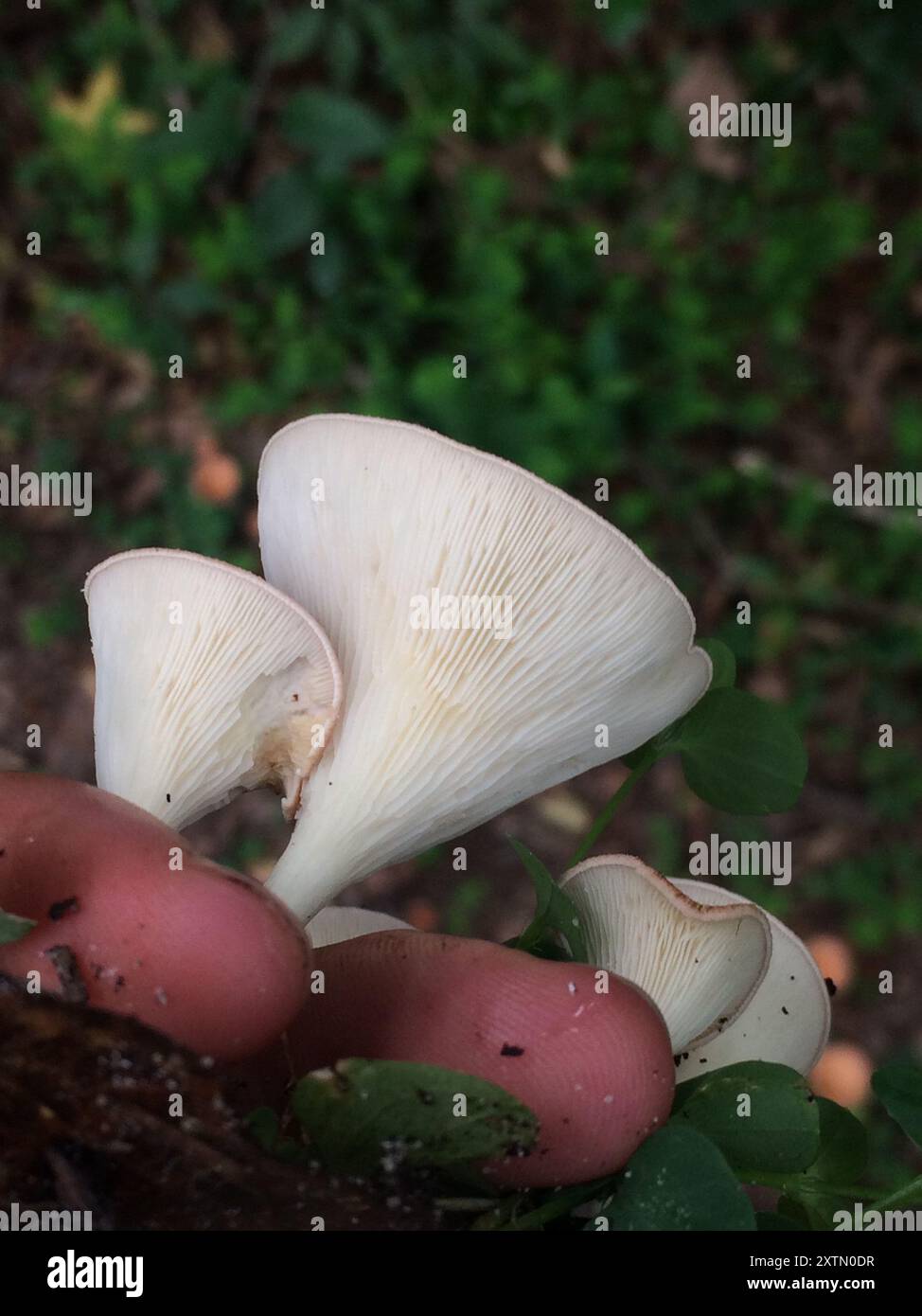 Common Funnel (Infundibulicybe gibba) Fungi Stock Photo - Alamy