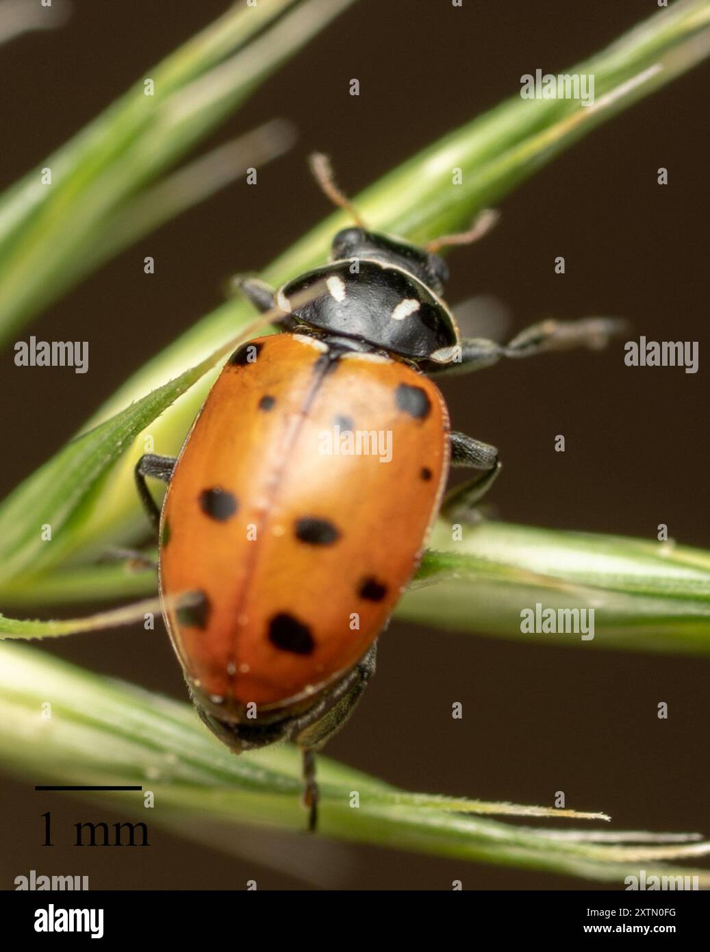 Convergent Lady Beetle (Hippodamia convergens) Insecta Stock Photo - Alamy