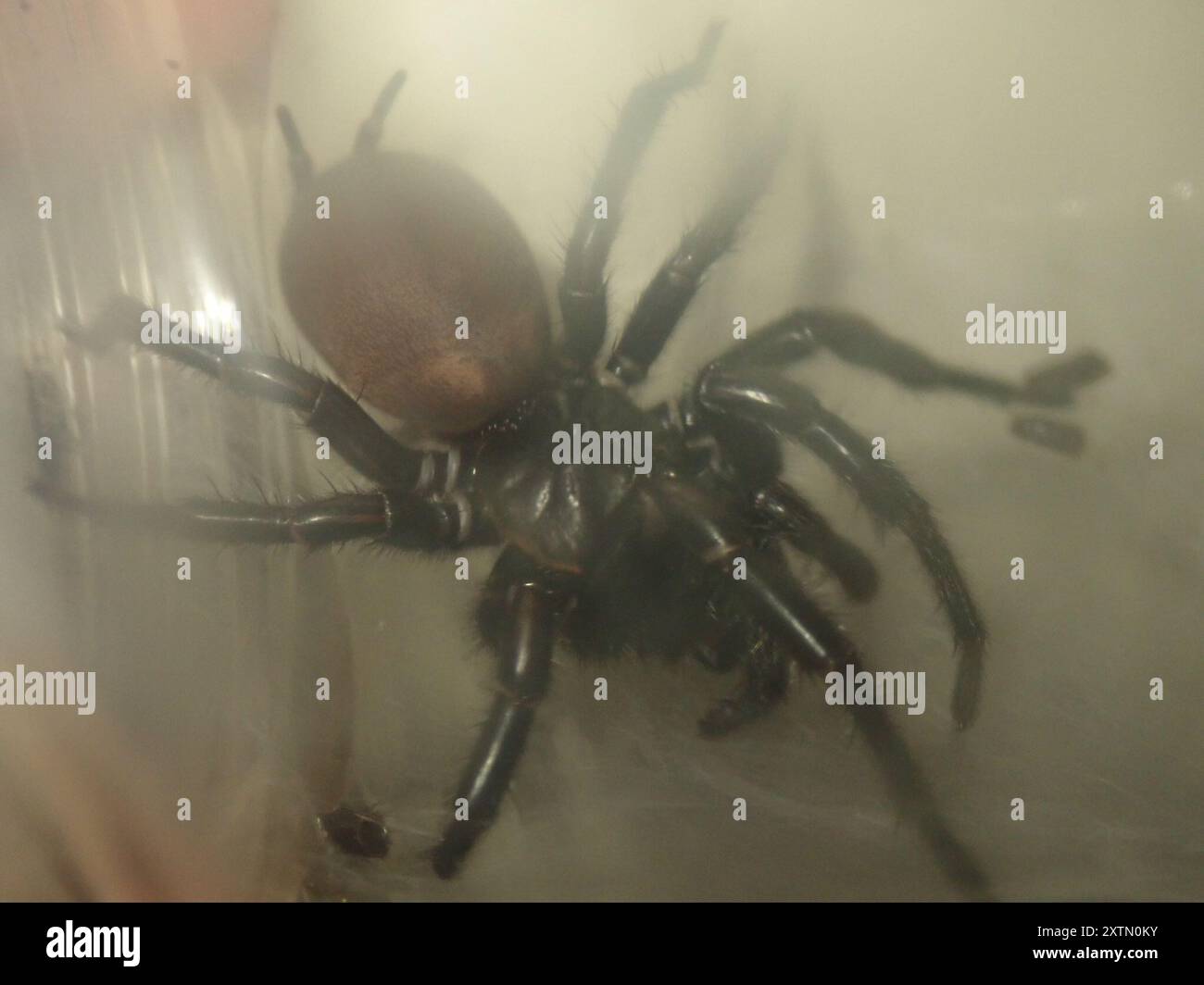 Banded Tunnelweb Spiders (Hexathele) Arachnida Stock Photo - Alamy