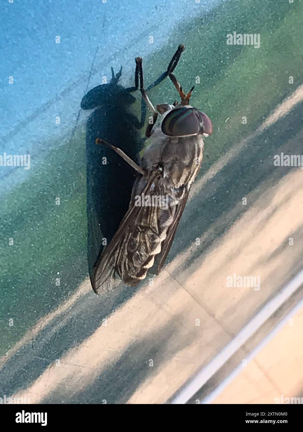 True Horse Flies (Tabanus) Insecta Stock Photo - Alamy