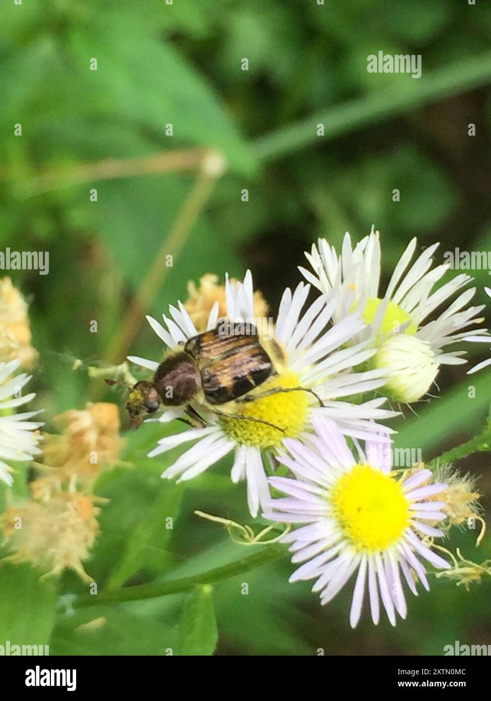Bee-like Flower Scarab (Trichiotinus piger) Insecta Stock Photo - Alamy