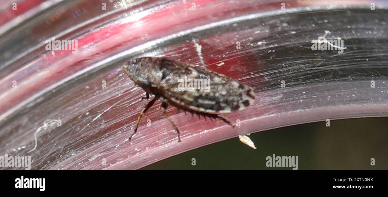 Spittlebugs, Cicadas, Leafhoppers and Treehoppers (Cicadomorpha ...