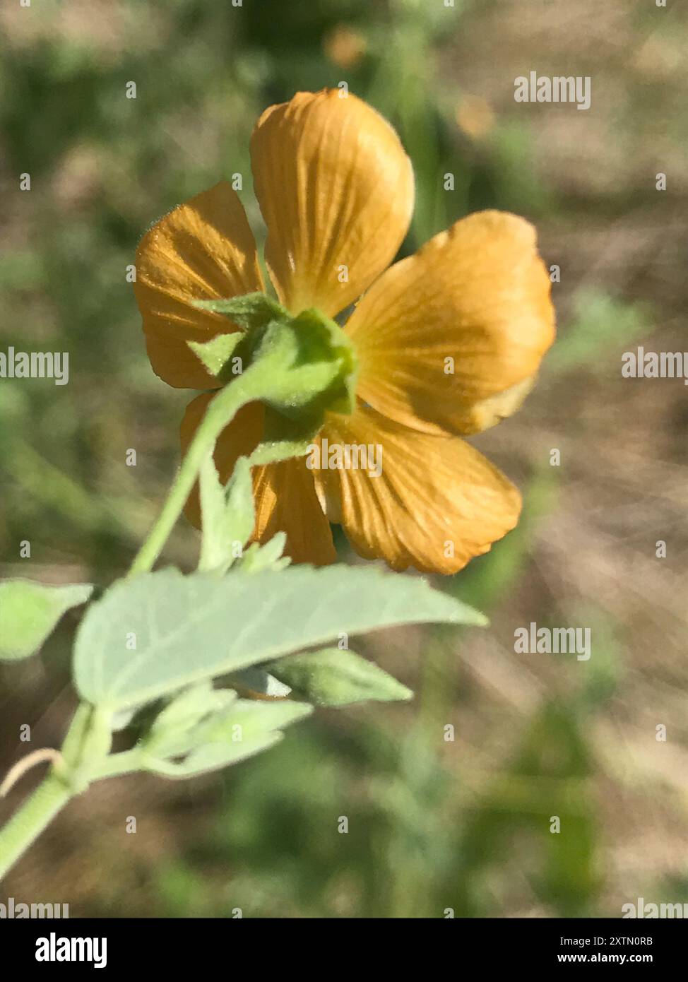 sweet Indian Mallow (Abutilon fruticosum) Plantae Stock Photo - Alamy